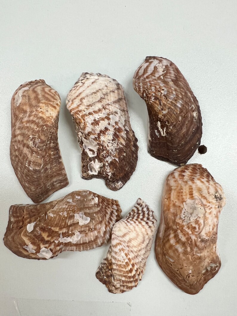 Brown Turkey Wing Seashells Ark Shells Arca Zebra Coastal Decor Beach ...