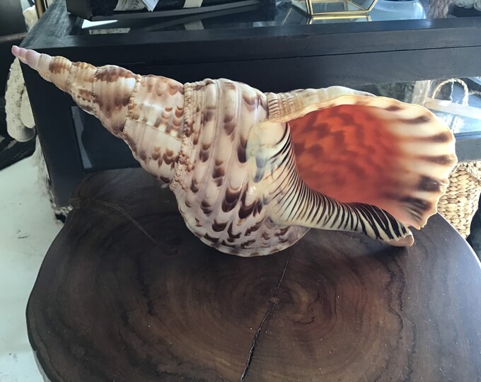 Giant Caribbean Triton Conch Shell Chocolate Tan White - Etsy