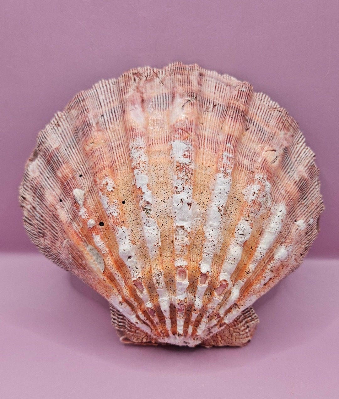 Orange Lion's Paw Shell Pair - 5.7"x6" Coastal Decorative Shells - Etsy