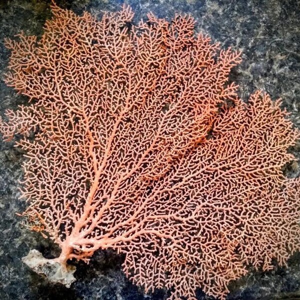 Red Sea Fan - Etsy