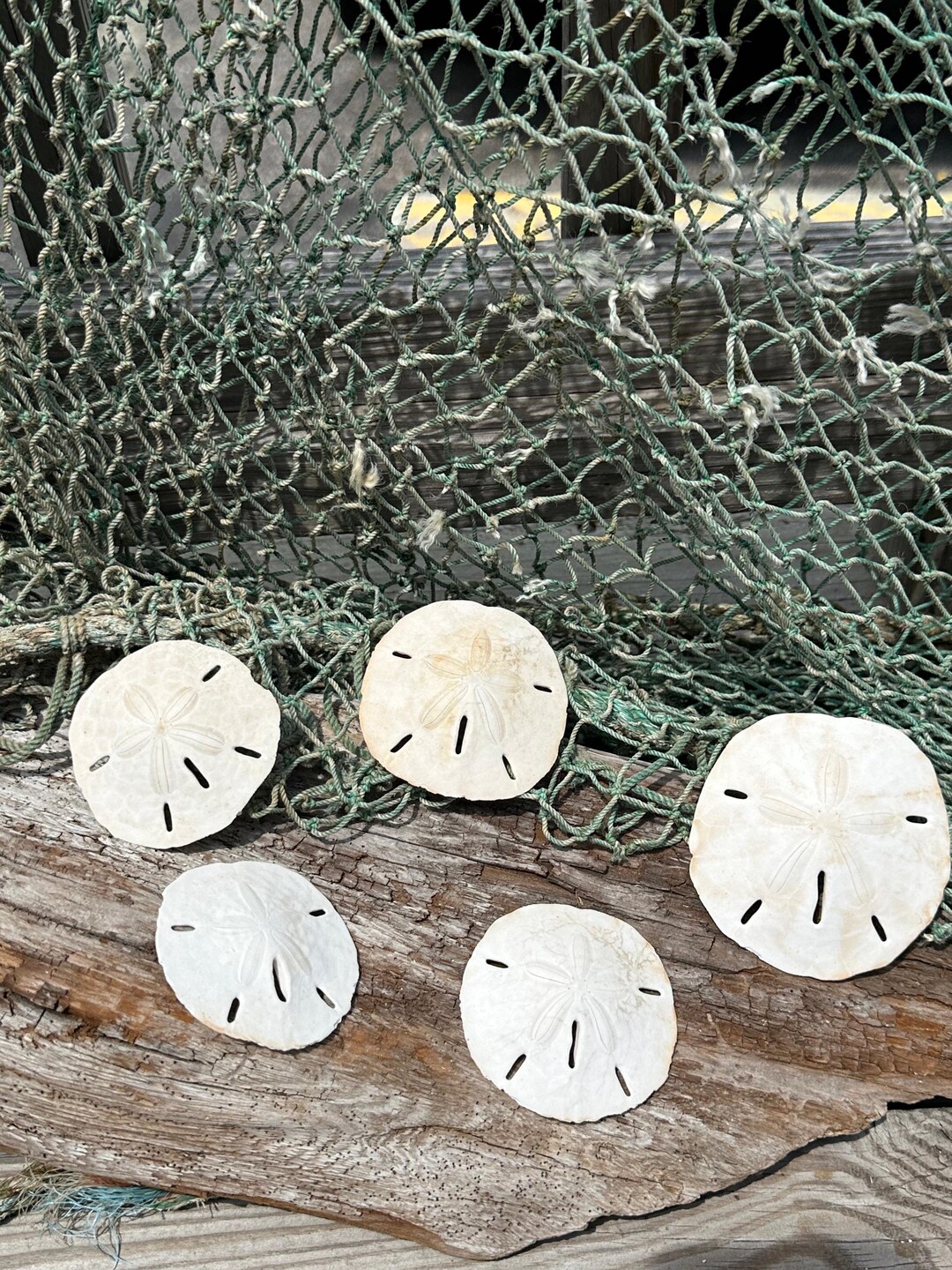 Loose White Sand Dollar Shells *unbleached* - Etsy