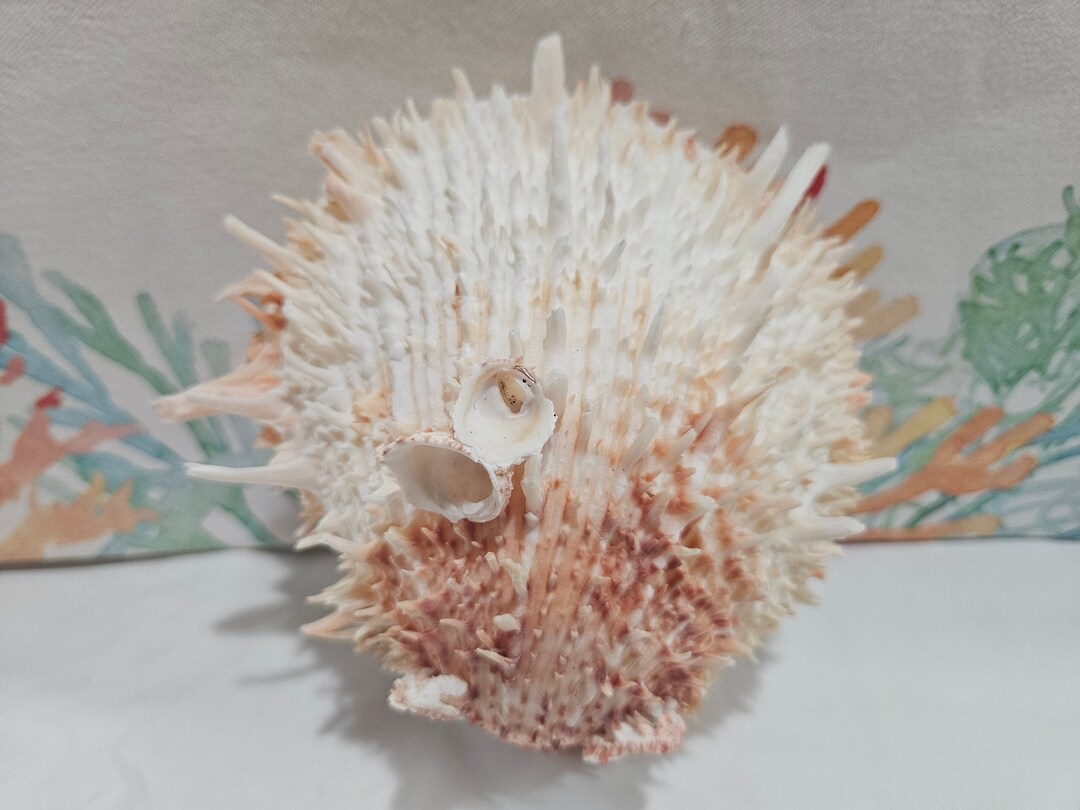 Spondylus Americanus Shell Pair Exact Shell Shown 6 - Etsy
