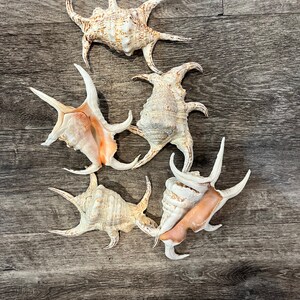 Extra Large Lambis Chiragra Spider Shell 7-11 Spiny Freckled Seashells ...