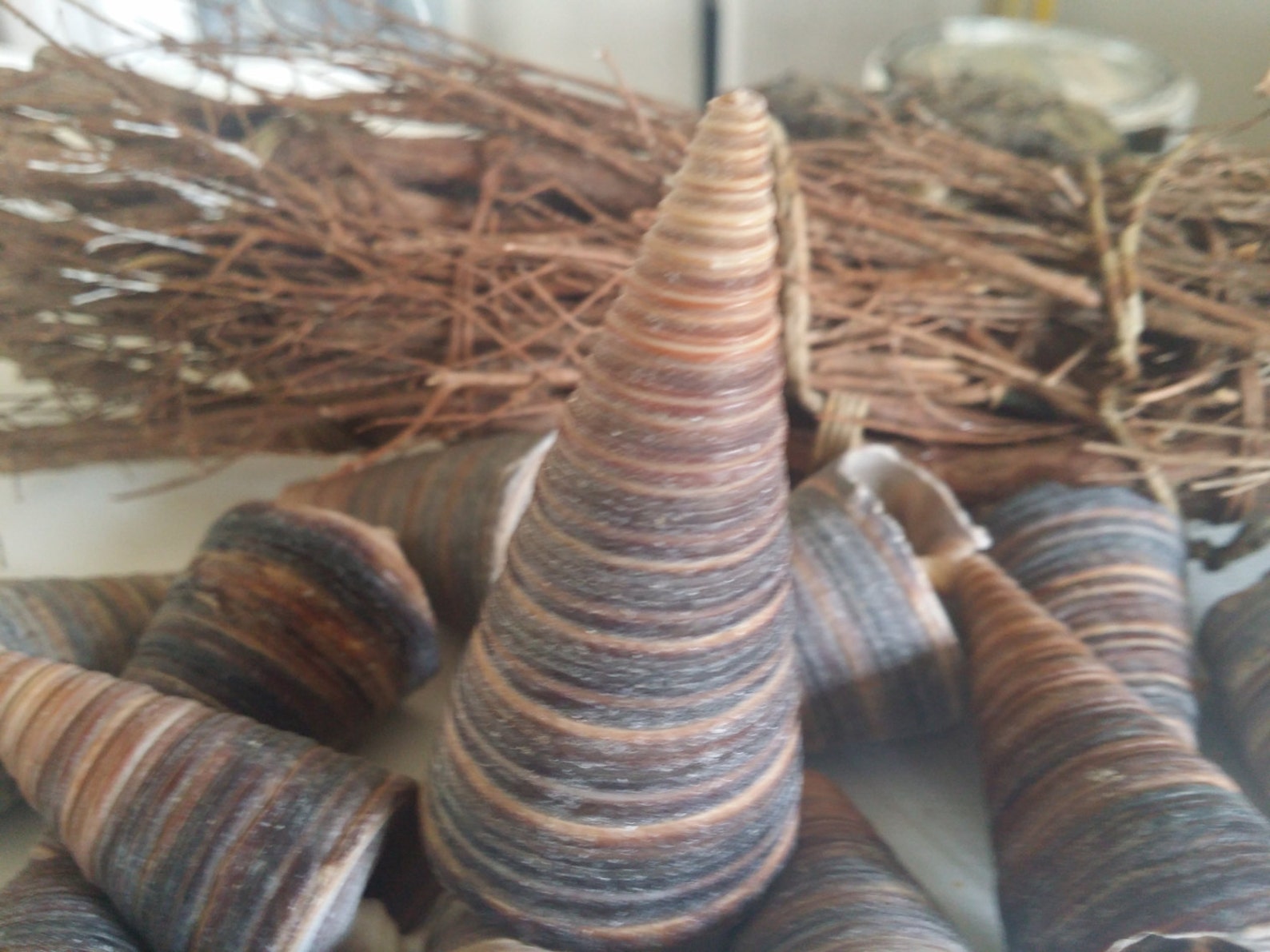 Brown Spiral Top Telescopic Cone Seashells Shells DIY Coastal - Etsy