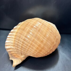 Large Tonna Sea Shells Authentic Vintage Genuine Natural Unique Mantle ...