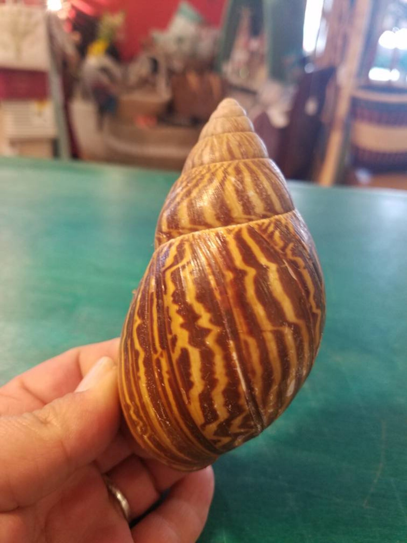 Giant Ghana African Tiger Landsnail Land Snail Specimen | Etsy