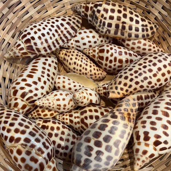 Rare Sea Shells - Etsy