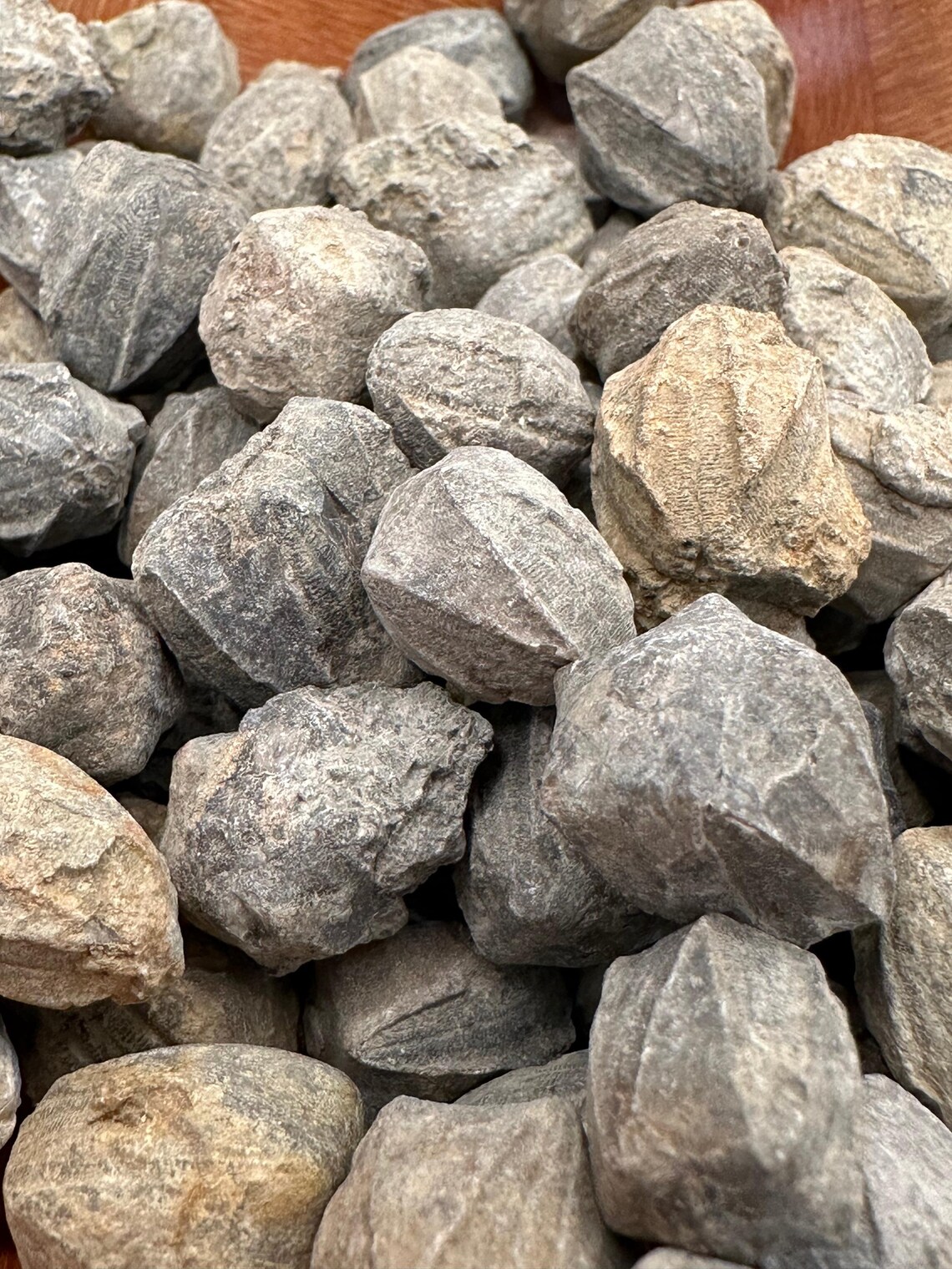 Pentremites Blastoid Fossils 0.5"–1" | Ancient Marine Fossils for ...