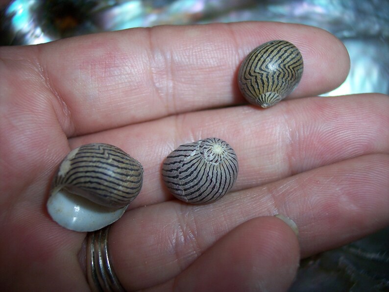 Mixed Nerita Snail Small Shells Seashells Black Brown White | Etsy