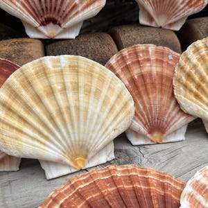 Beautiful Irish Flat Scallop Shells - Etsy