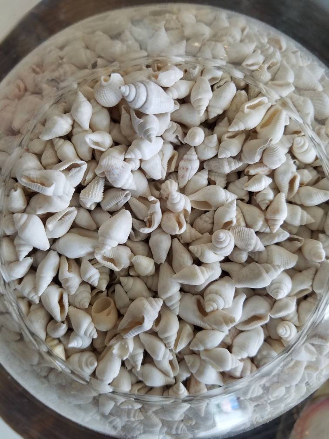 Mini White Nassa Shells Coastal Shell Supplies Crafts Vase | Etsy