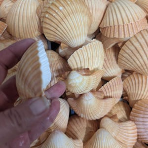 Edged Mexican Deep Cup Scallop Shells - Etsy