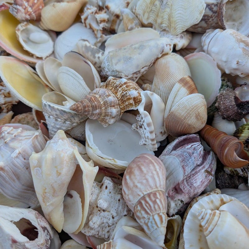 Seashell Collection Lot - Etsy