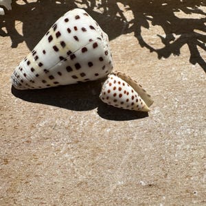 Ivory Cone- Set of 2 With Documentation Perhentian Island - Etsy