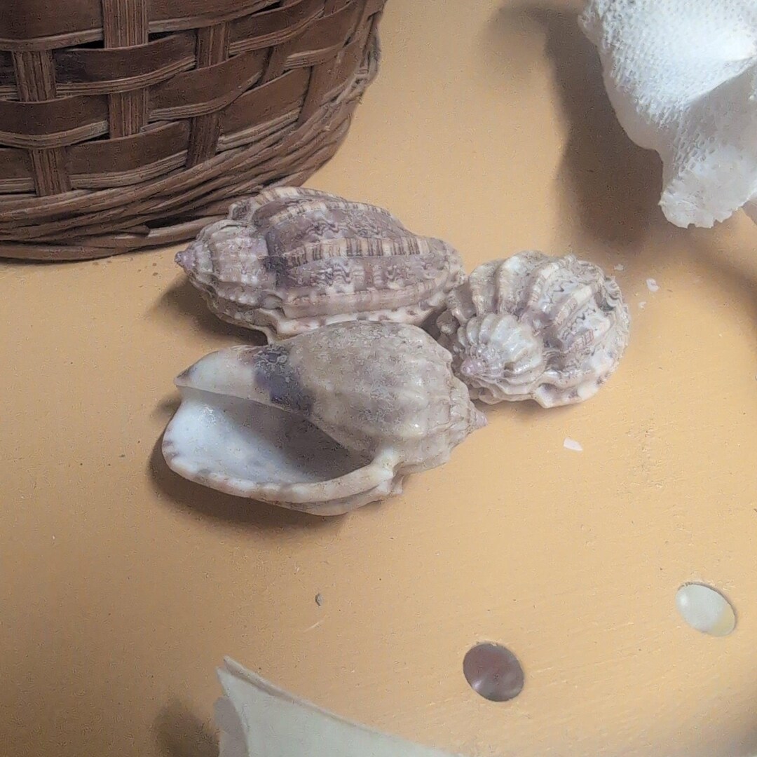 Harpa Amouretta (lesser Harp) Shell - Etsy