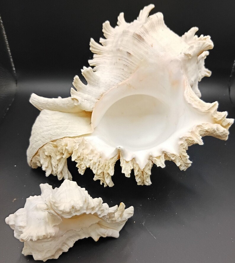 Murex Ramosus Shell - Etsy