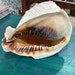 Queen Emporer Helmet Shell 10 Cassis Madagascariensis Seashell - Etsy