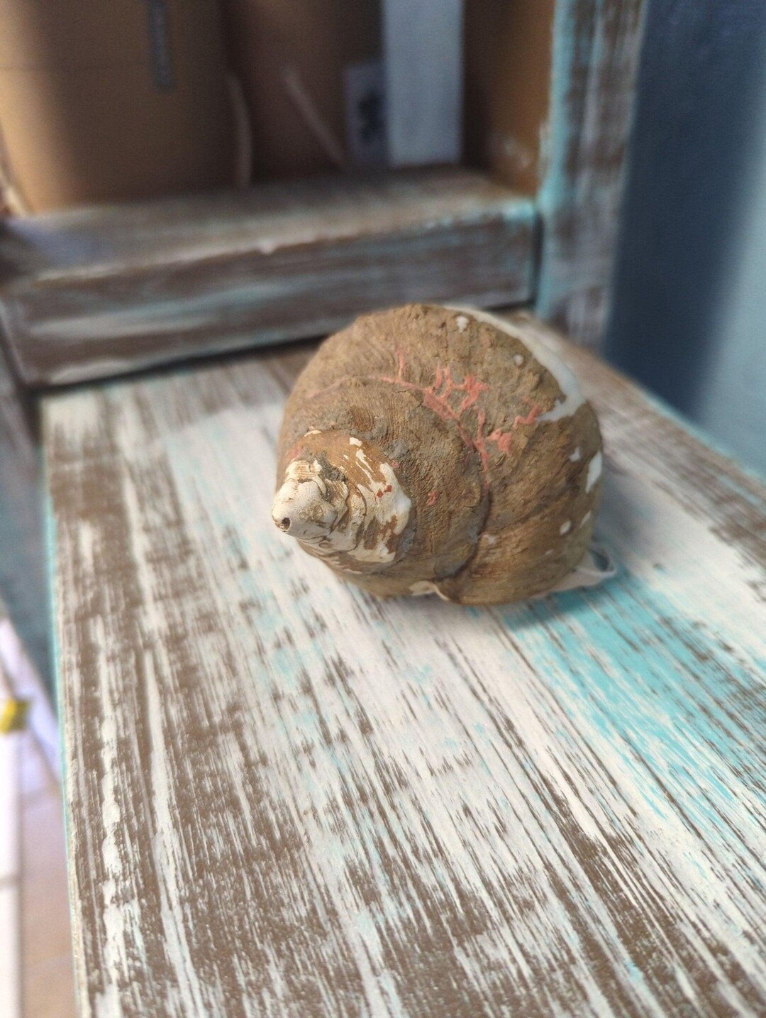 Vintage Turbinella Pyrum Sacred Chank Shell With Periostracum – 5 ...