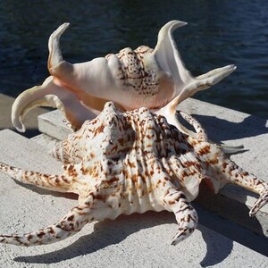 Extra Large Lambis Chiragra Spider Shell Spiny Freckled | Etsy