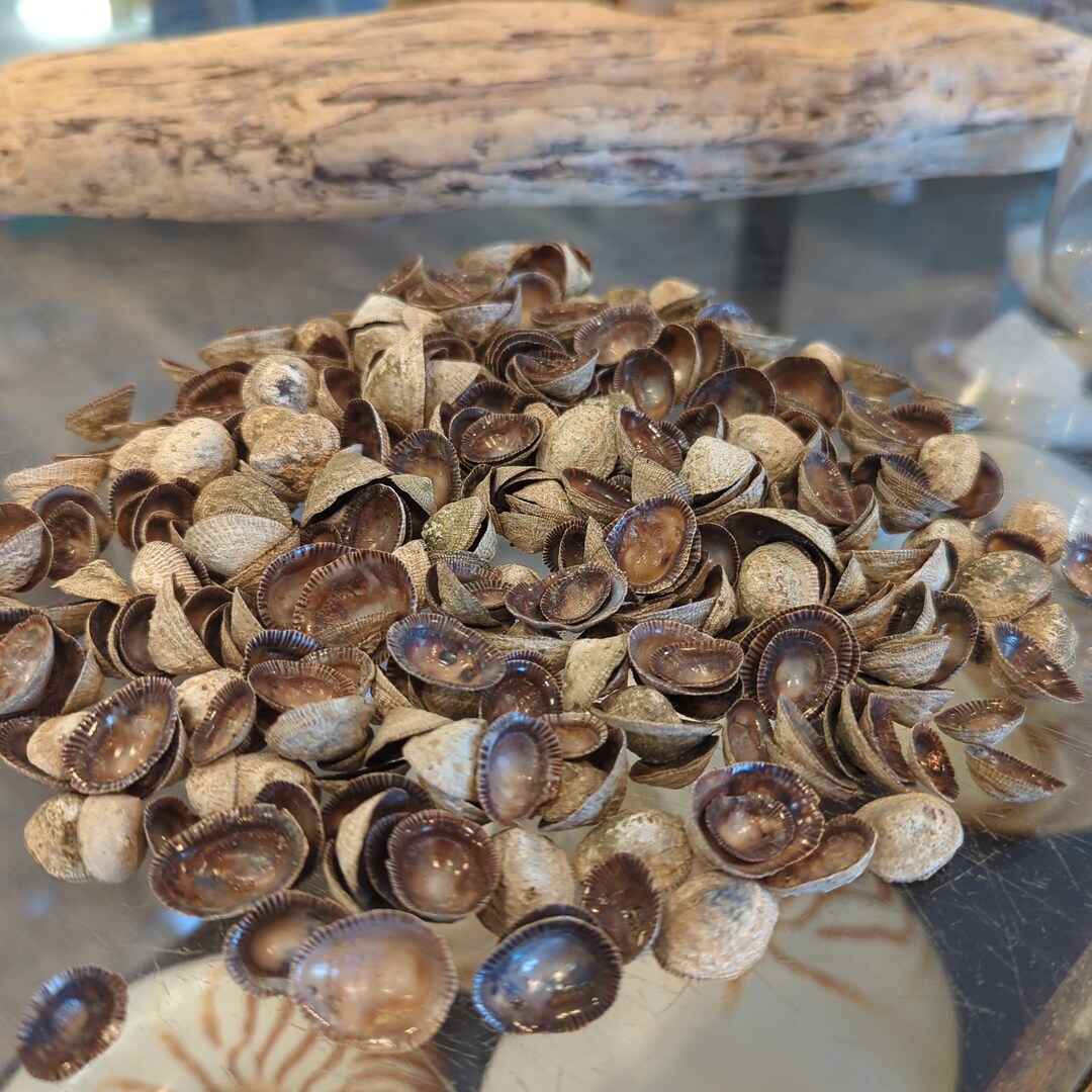 Brown Limpet Shells Seashells From A Vintage Collection Color Arts ...