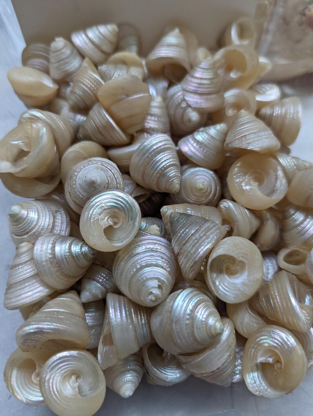 Small Pearl Trochus Shells - Etsy