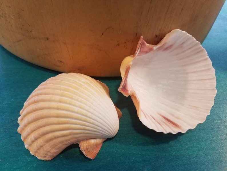 Mexican Deep Scallop 2-3 Seashell Shells Cup Style Dish - Etsy