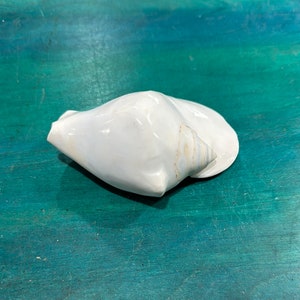 Strombus Latissimus Aka Milk Conch Shell, White - Etsy