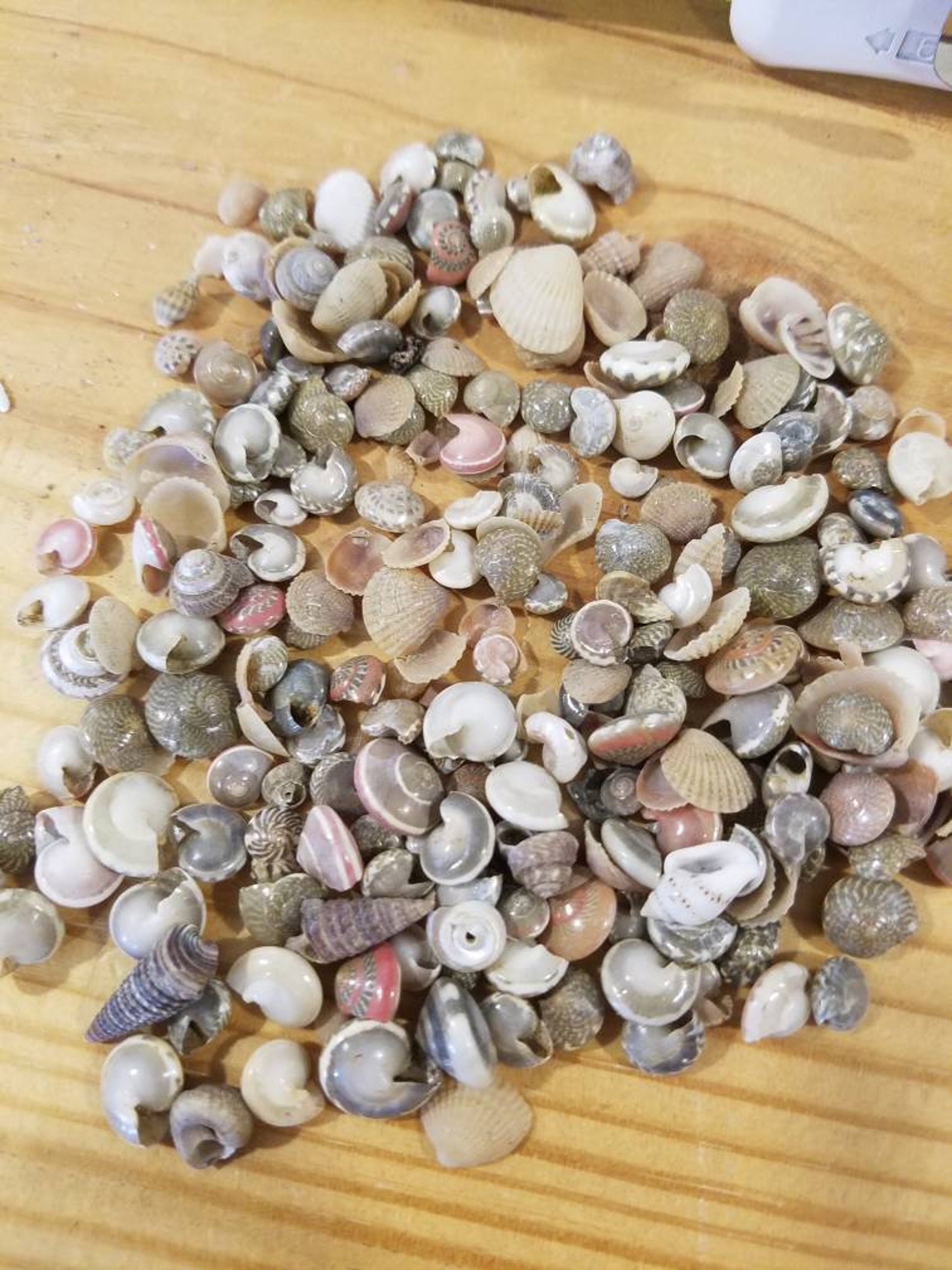 Multi Sizes Shell Mix Teeny Tiny Mini Small Seashells Supplies | Etsy