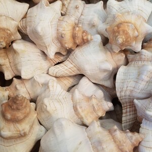 Large Striped Fox Seashell Conch 3 4 5 6 Shell Rich Chocolate Brown ...