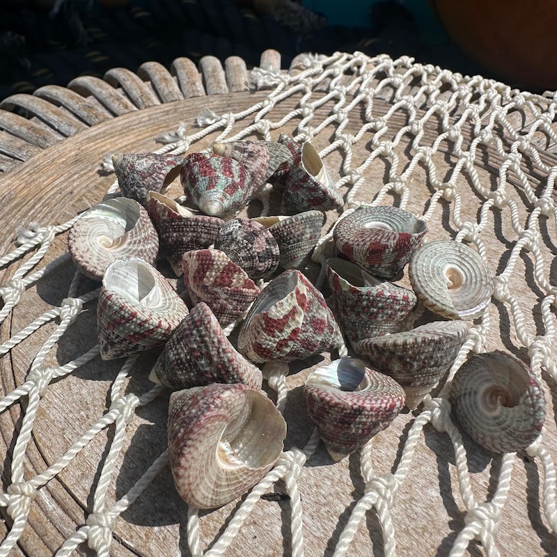 Trochus Shell - Etsy