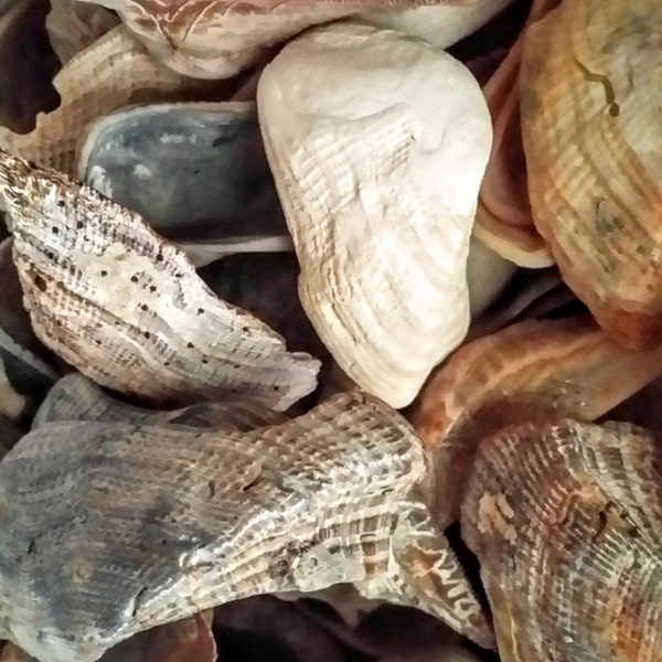 Turkey Wing Shells - Etsy