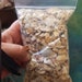 Shell Bits & Pieces Shards Beach Sand Tiny Little Shells for DIY Crafts ...