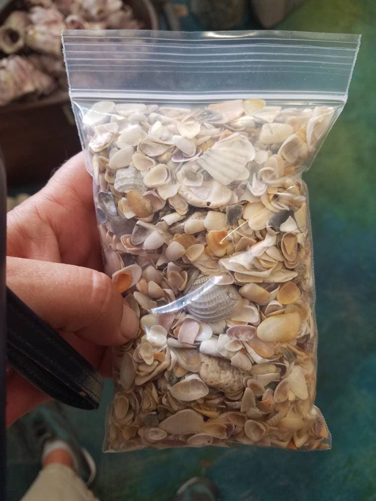 Shell Bits & Pieces Shards Beach Sand Tiny Little Shells for | Etsy