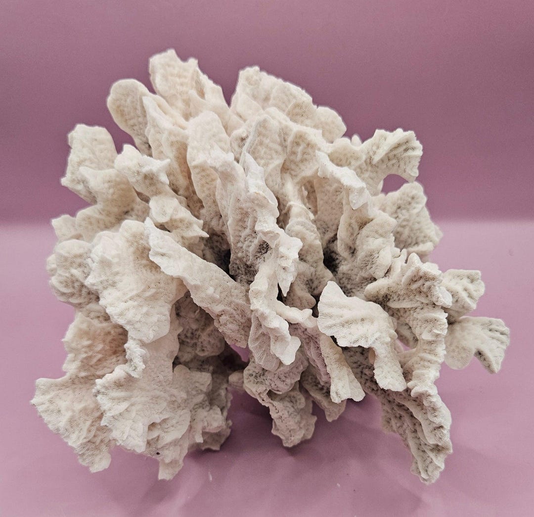 Vintage Rugosa Coral Display 5.5x7x5.25 - Etsy