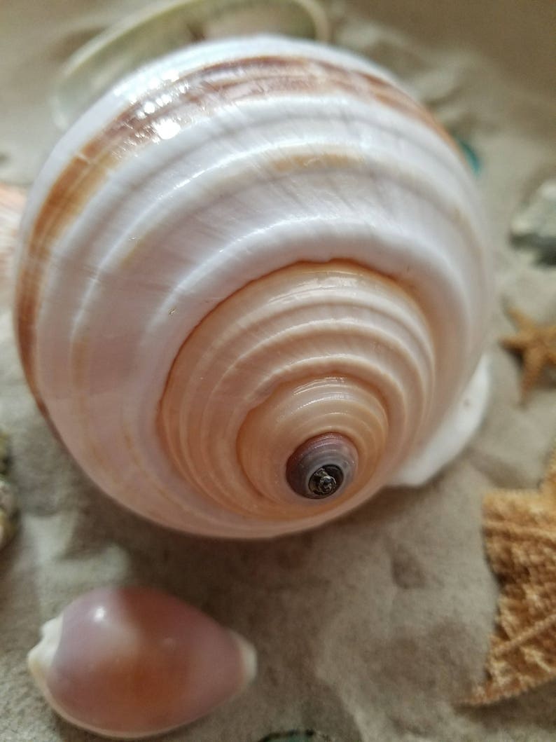 Large Striped Tonna Tun Shell Sea Snails Sulcosa Spiral Top Hermit Crab ...