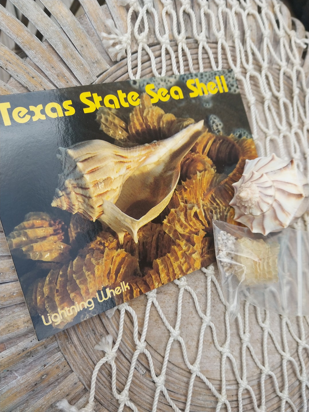 Texas State Sea Shell Gift Pack - Etsy