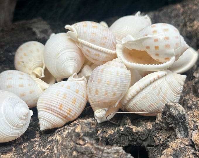 Assorted Bonnet Shell - Etsy