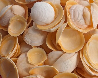 Seashell Buttercup Forever Flower Made With Buttercup Lucine Shells - Etsy