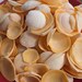 Buttercup Shells - Etsy
