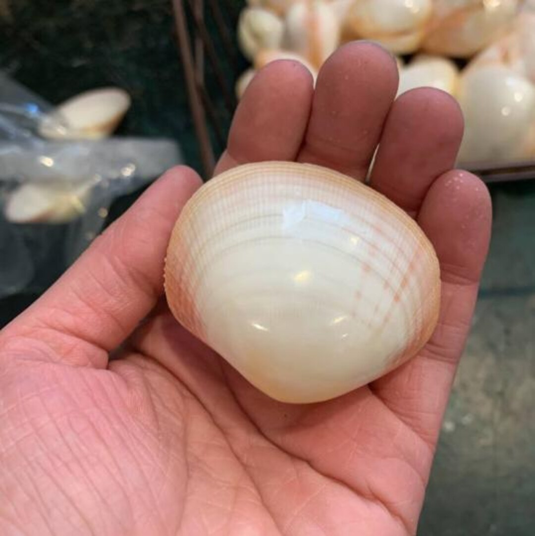 Sun Clam Shell Pair – Polished Matched Shells for Display (single, 5 ...