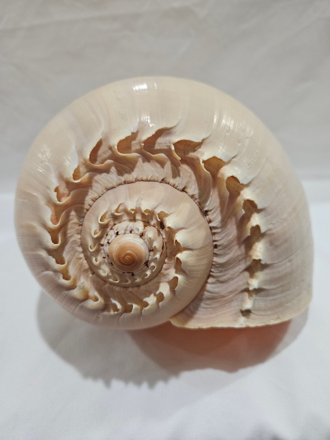 Crowned Baler Melon Shell 10 - Etsy