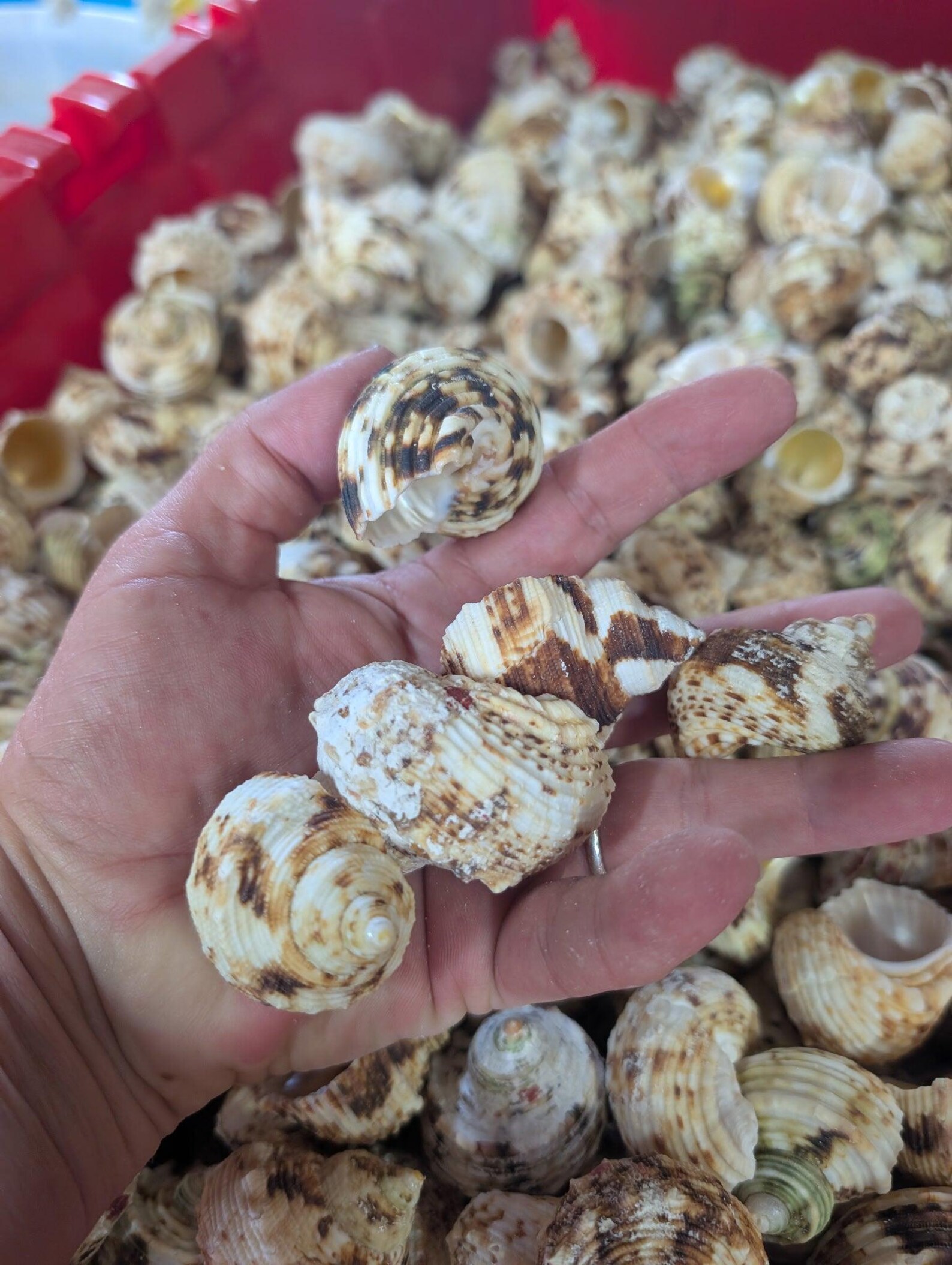 NEW Gold and Silver Mouth Turban Shells (turbo Chrysostomus ...