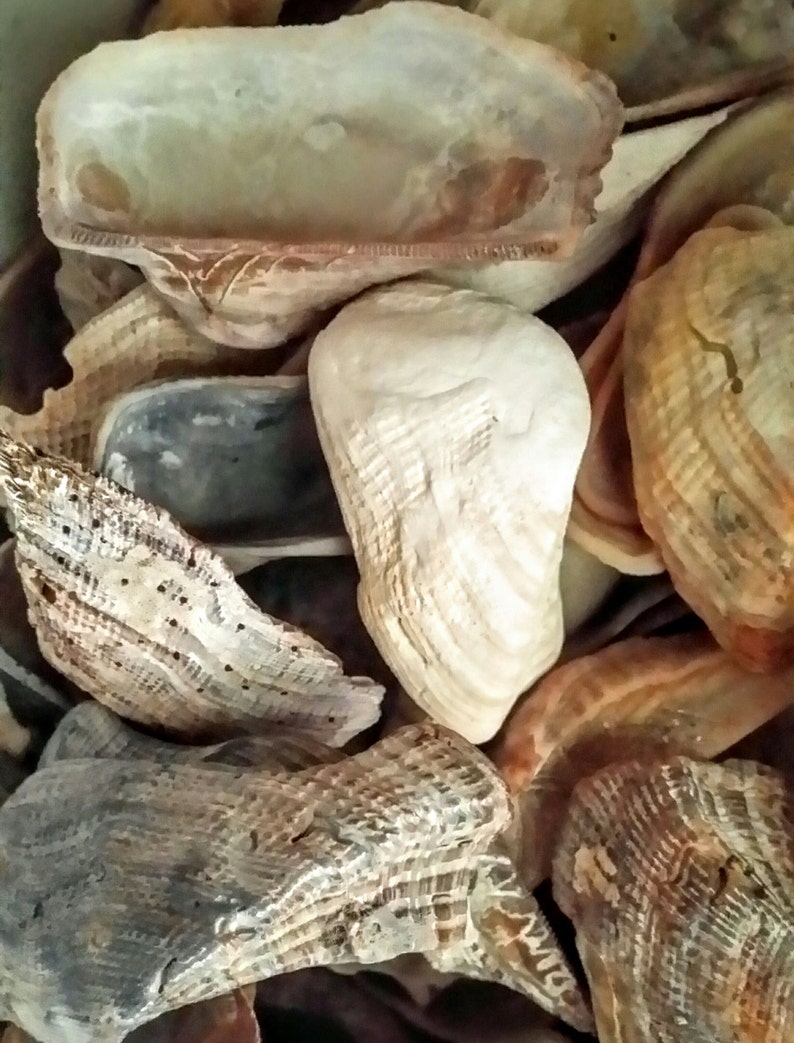 Texas Gulf Beach Collected Worn Turkey Wing Seashells Ark | Etsy