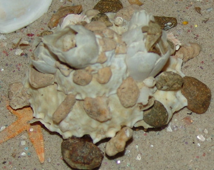 White Oceans Deep Collector Carrier Shells Marine Floor Rocks Coral Sea ...