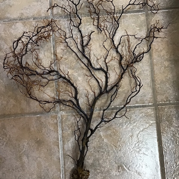 Black Sea Fan Shadow Box - Etsy