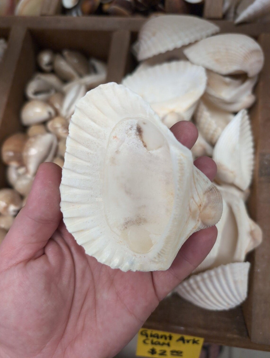 Ark Clam Shell Half (telligarca Granosa) - Etsy