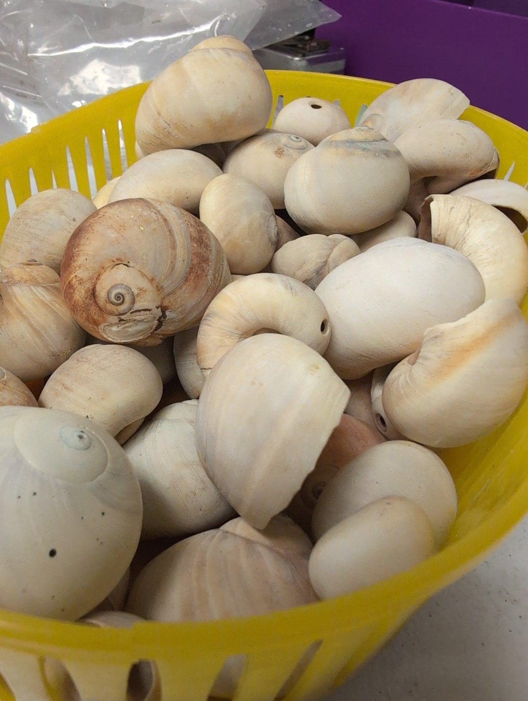 Small Beach Collected Whales Shark Eye Snail Shell- Raw - Etsy