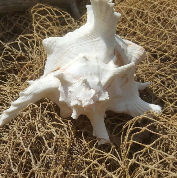Natural Large Murex Ramosus Conch Spiky Shell Collection White Tan Pink ...