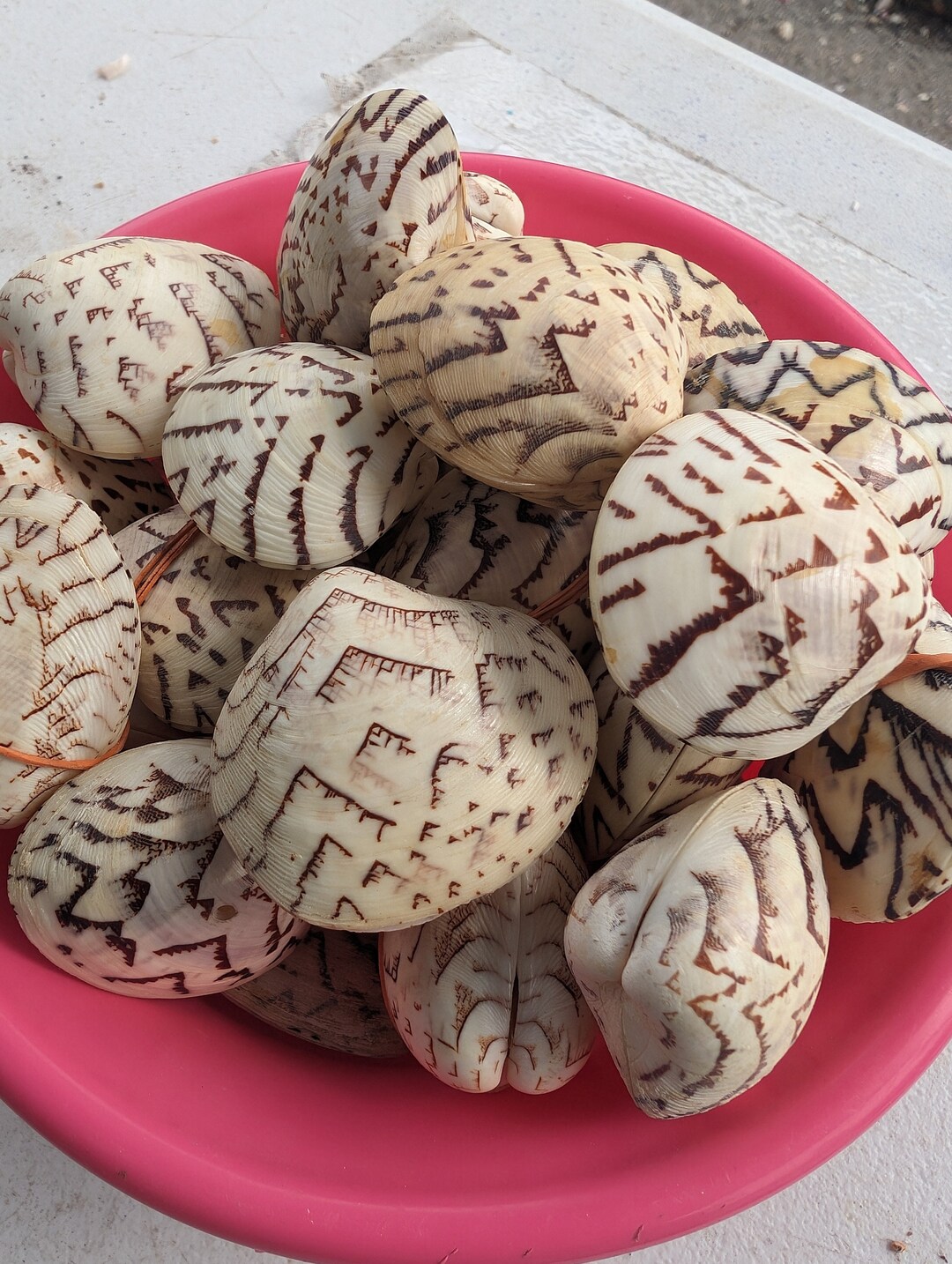 Script Venus Clam - Etsy