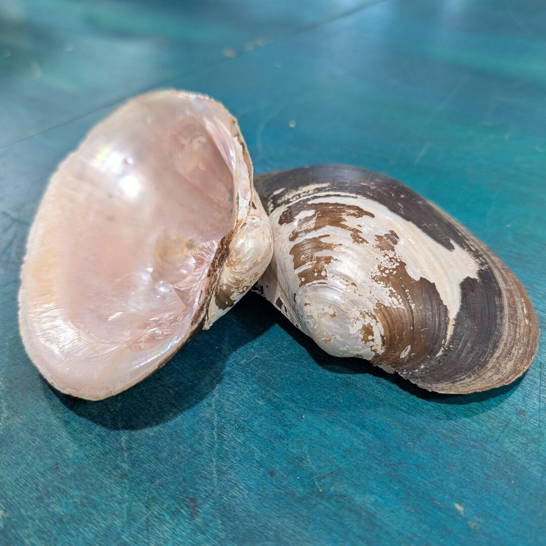 Large Mexican River Clam Shell - Etsy